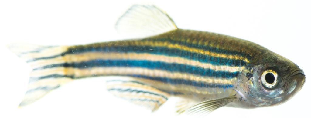 Feederbot® Automated Feeding System by Iwaki Aquatic