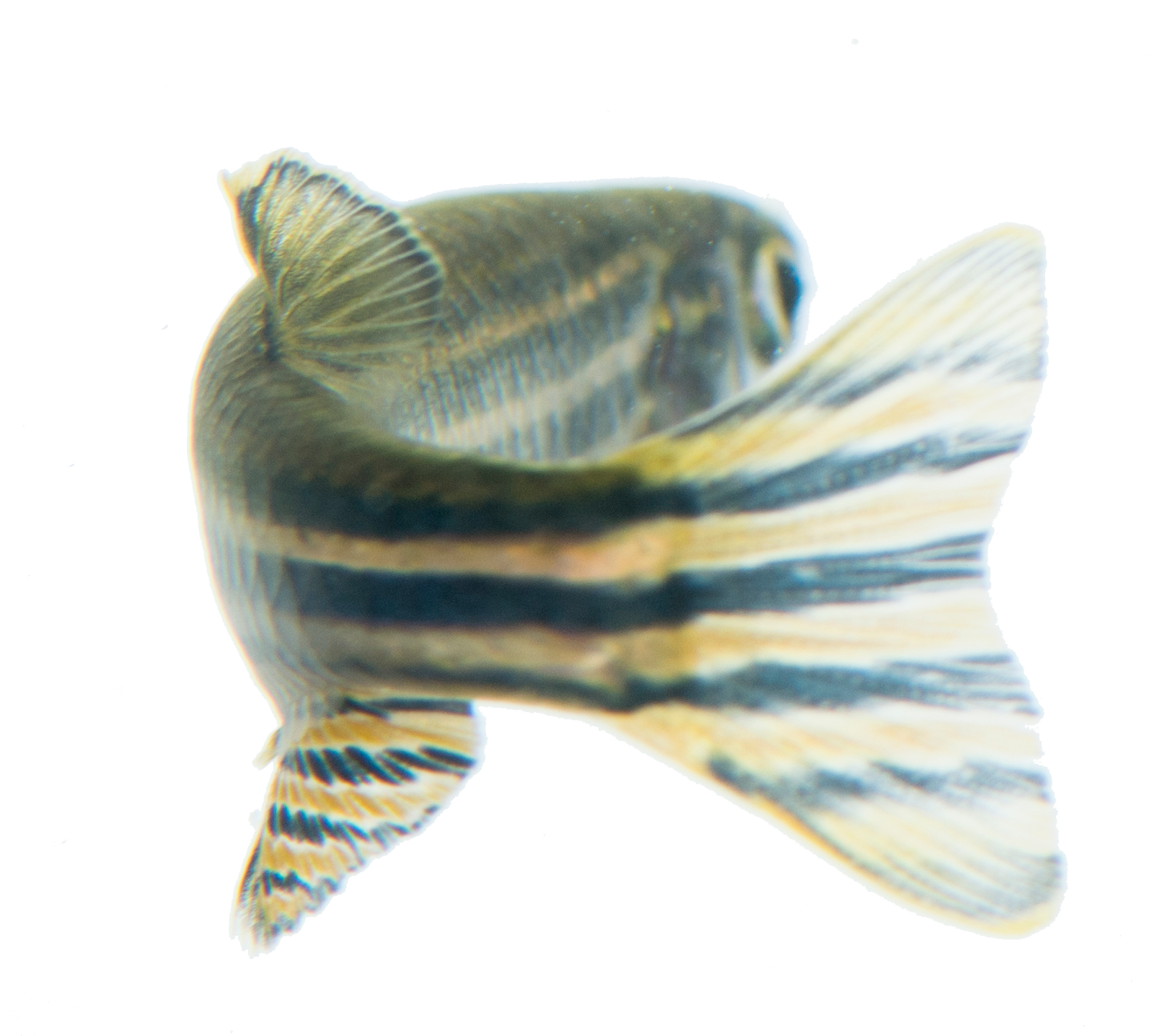 Zebrafish Racks & Housing for Advanced Research | Iwaki Aquatic