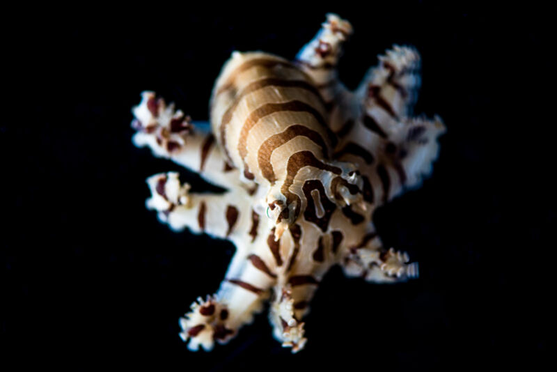 Custom Species Rack Systems | Iwaki Aquatic