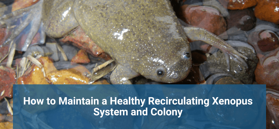 Guide to Maintaining Xenopus Colony in Recirculating Systems