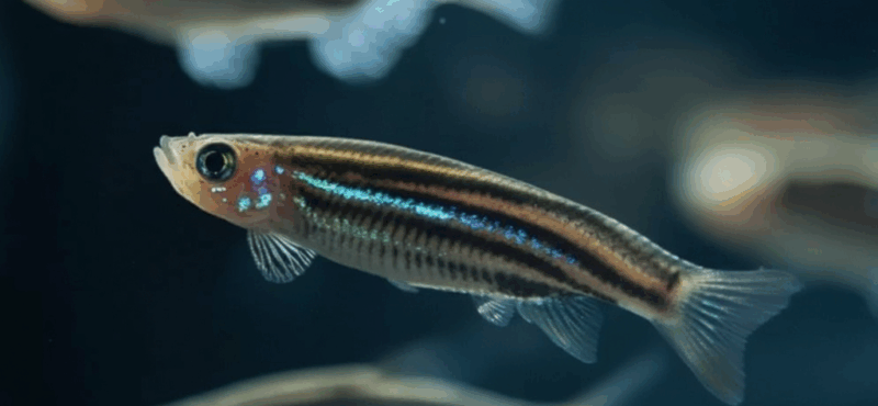 Maximizing Water Quality in Zebrafish Tanks | Aquatic Filtration Systems